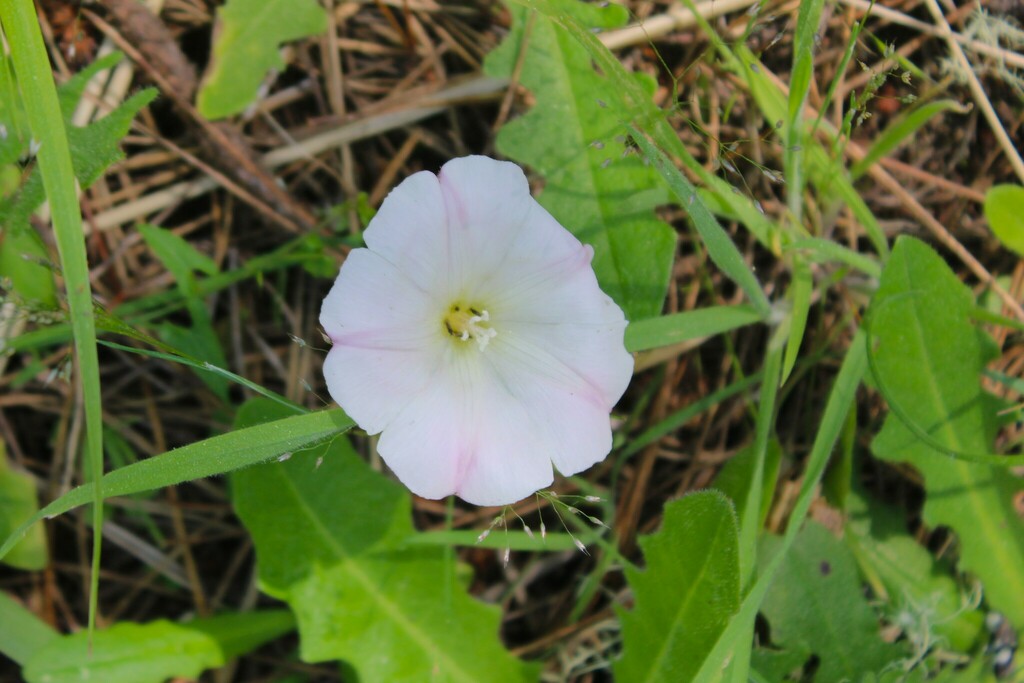 Pacific False Bindweed from Bayview Trail, California, USA on May 20 ...