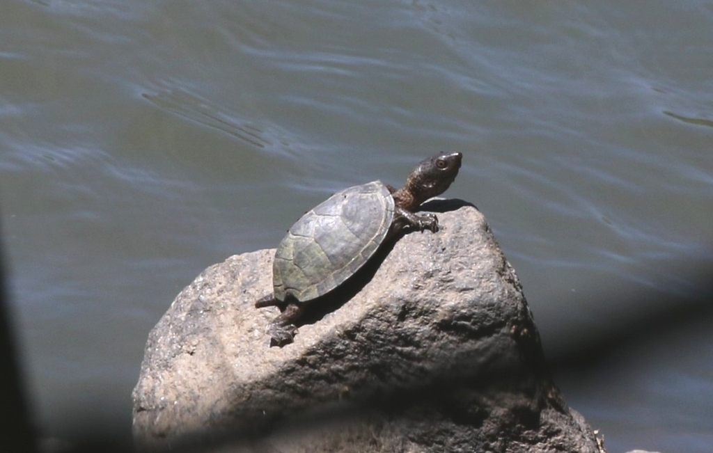 Loggerhead Musk Turtle from Columbus, GA 31901, USA on April 23, 2024 ...