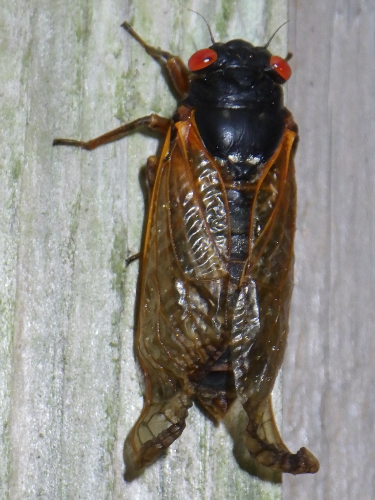 Periodical Cicadas from James City County, VA, USA on May 18, 2024 at ...
