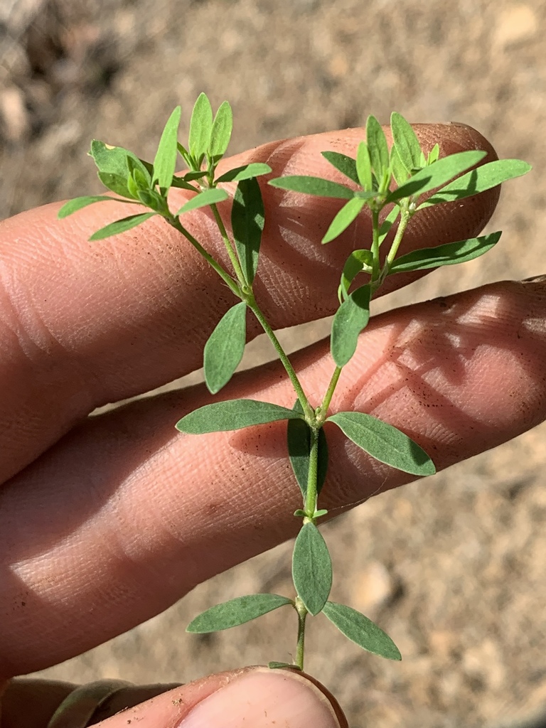 shale-barren whitlow-wort (Paronychia montana) - Botanical Realm