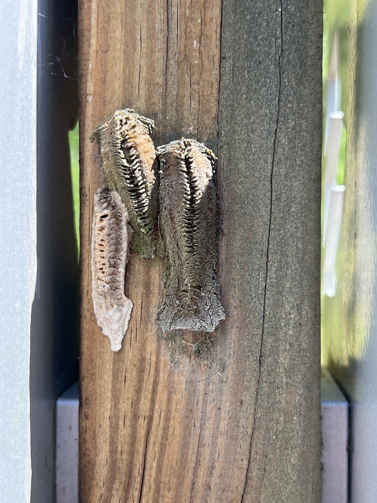 Narrow-winged Mantis from Tuckahoe State Park, Ridgely, MD, US on May ...