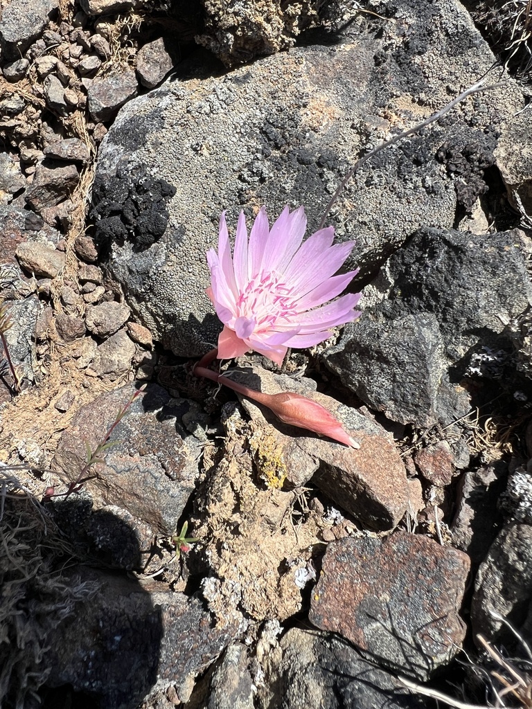 Bitterroot from Kittitas County, WA, USA on May 20, 2024 at 12:23 PM by ...