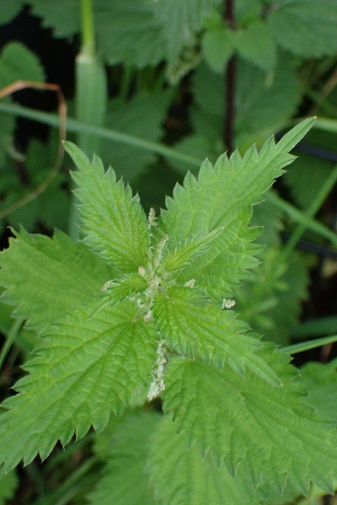 great stinging nettle from Tipner, Portsmouth PO2, UK on May 21, 2024 ...