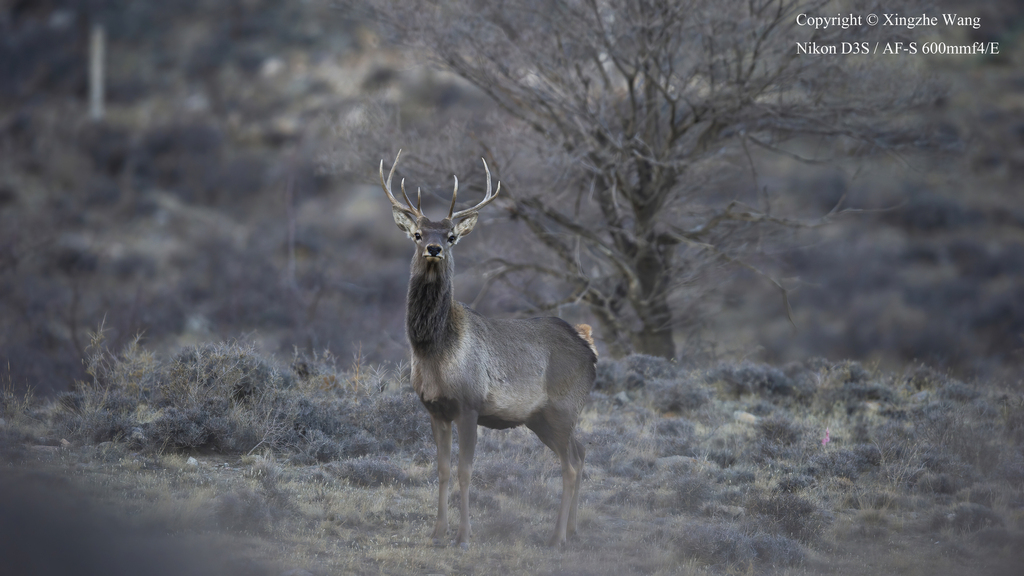 Izubra (Cervus canadensis xanthopygus) - Know Your Mammals