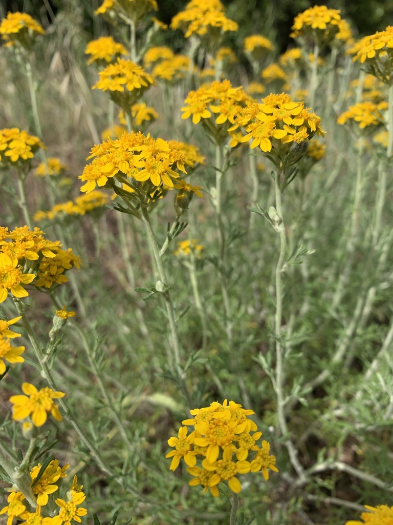 Golden Yarrow from Sierra Azul Open Space - Kennedy Limekiln Area ...