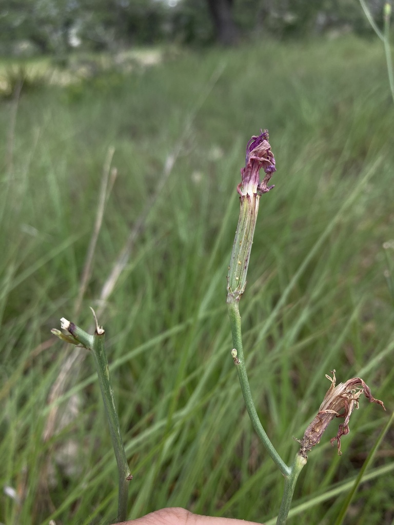 Texas Skeleton Plant from Hillview Cir, Dripping Springs, TX, US on May ...