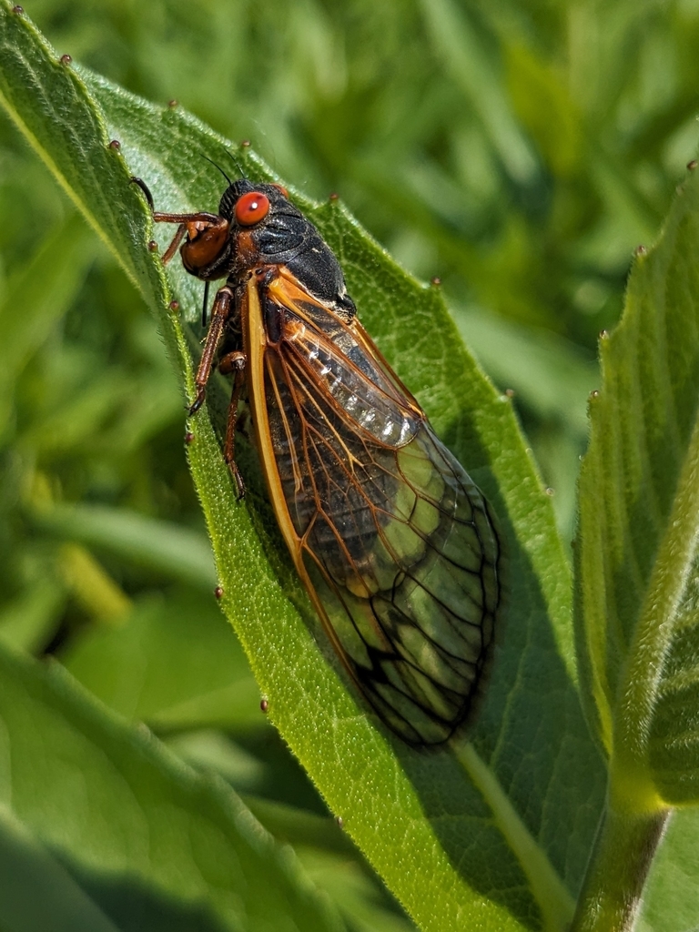 Pharaoh Cicada from Glencoe, IL 60022, USA on May 21, 2024 at 11:25 AM ...