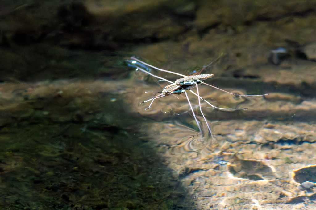 North American Common Water Strider from Lewisville, TX, USA on May 20 ...