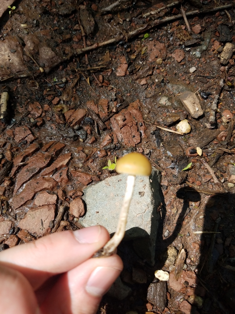Psychedelic Ovoid Mushroom in May 2019 by Ben · iNaturalist