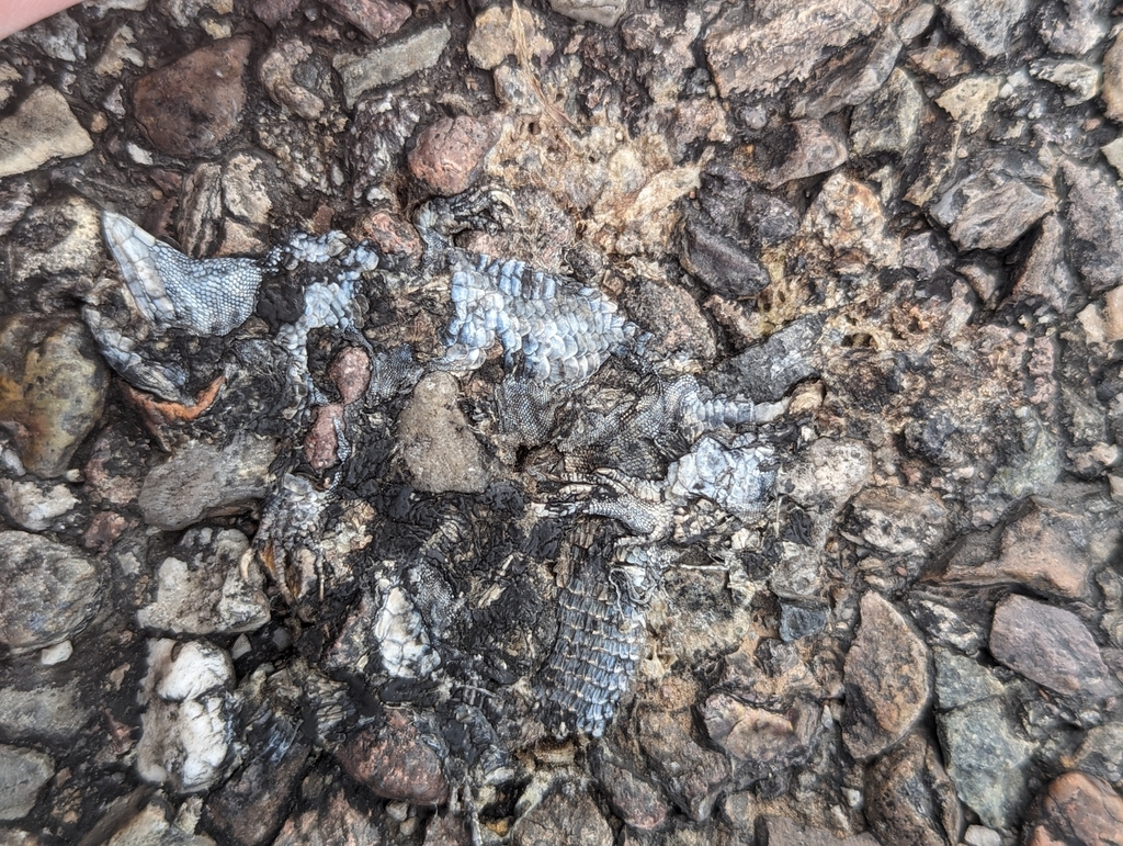Whiptail Lizards from Tucson, AZ 85743, USA on May 20, 2024 at 08:00 AM ...