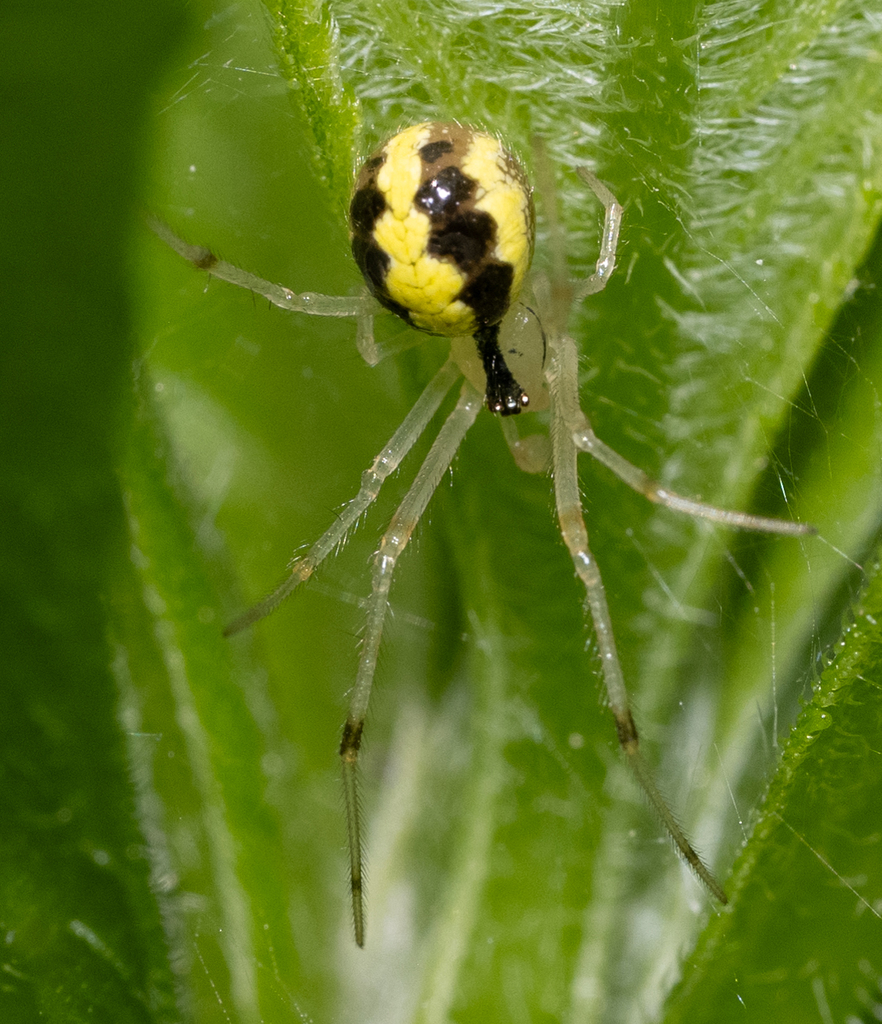 Theridiinae from Killbuck, OH 44637, USA on May 19, 2024 at 09:59 AM by ...