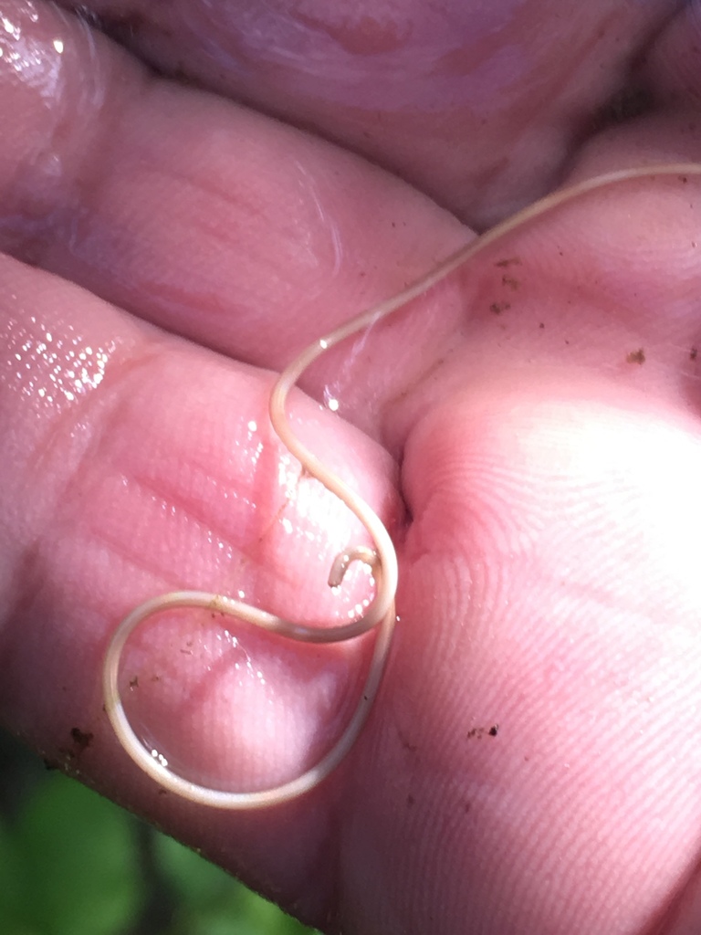 Horsehair Worms from Nevada County, US-CA, US on May 09, 2019 at 08:07 ...