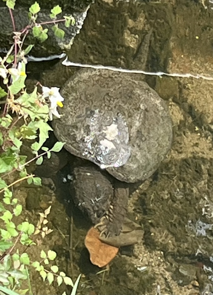 Common Snapping Turtle from Pennsylvania Ave, Washington, NC, US on May ...