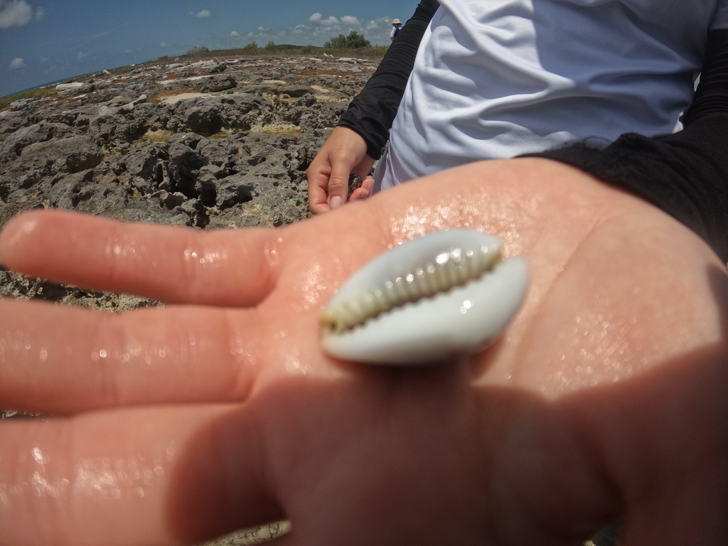 Gold Ring Cowry from MX on May 4, 2024 at 12:26 PM by vale_gvee ...