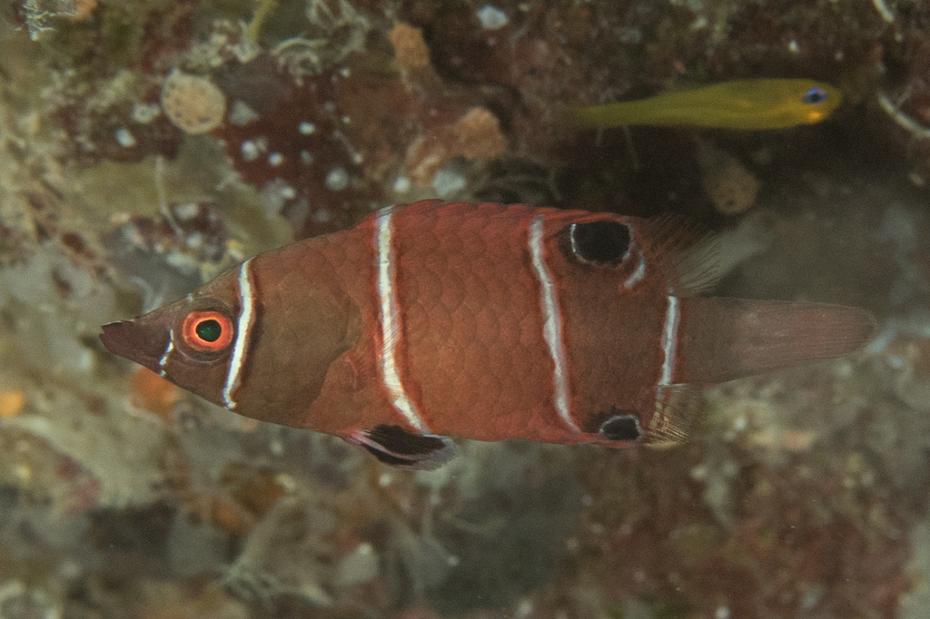 Pygmy Possum Wrasse (Wetmorella tanakai) - Marine Life Identification
