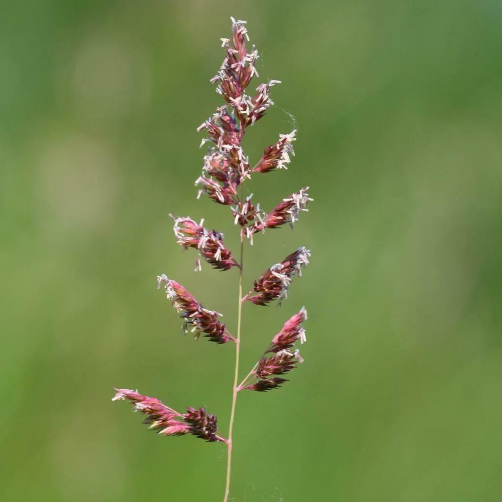 rietgras (Plantenkennis: grasachtigen) · iNaturalist