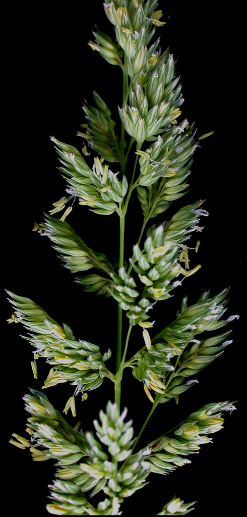 rietgras (Plantenkennis: grasachtigen) · iNaturalist