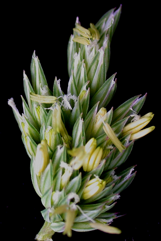 rietgras (Plantenkennis: grasachtigen) · iNaturalist