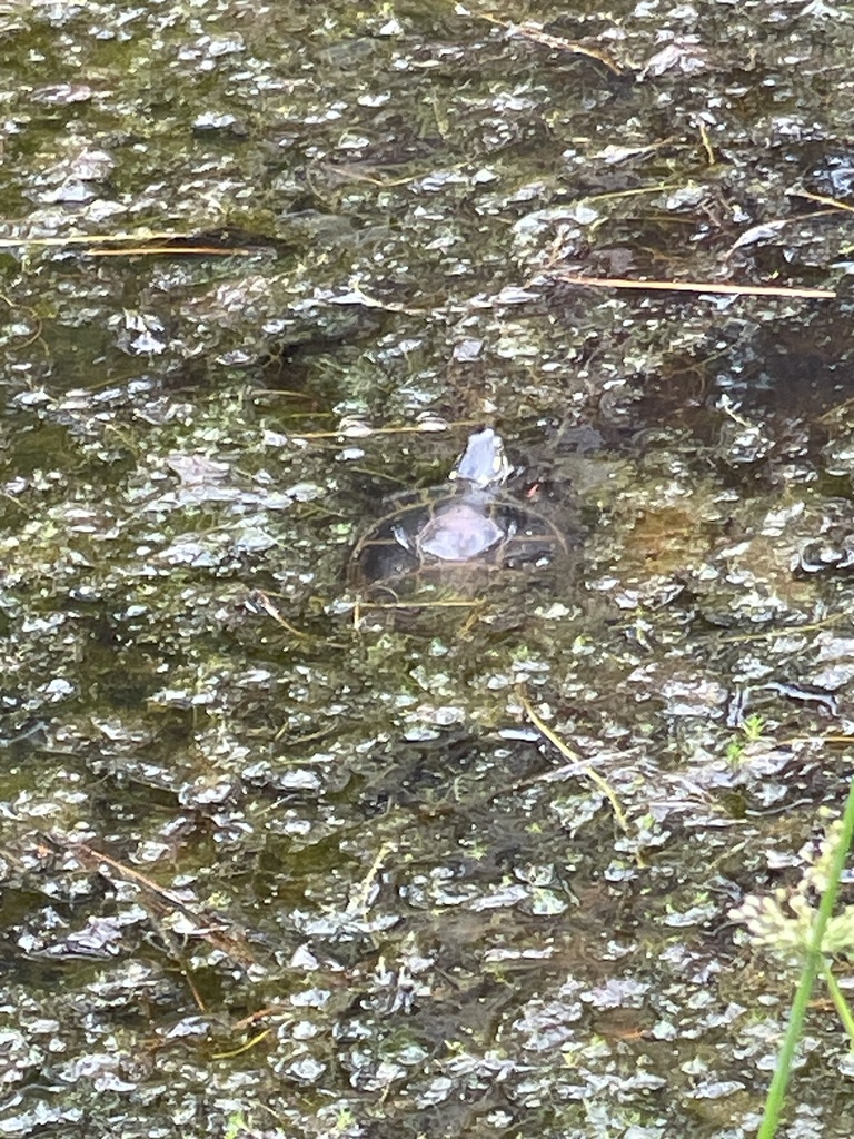 Painted Turtle from Blackwater National Wildlife Refuge, Church Creek ...