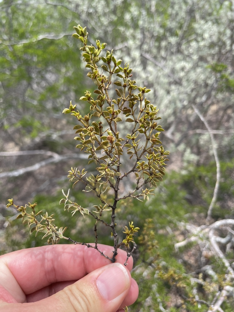 Creosote Bush in May 2024 by Paul Marcum · iNaturalist