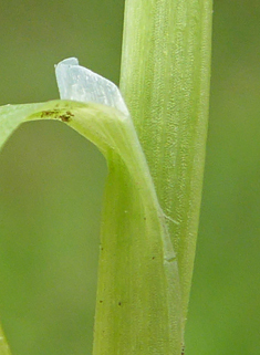 straatgras (Plantenkennis: grasachtigen) · iNaturalist