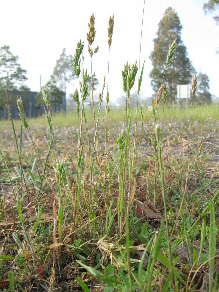 zachte dravik (Plantenkennis: grasachtigen) · iNaturalist