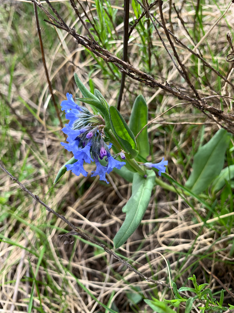Shortstyle Bluebells from Hay Meadow Trail, Minturn, CO, US on May 20 ...