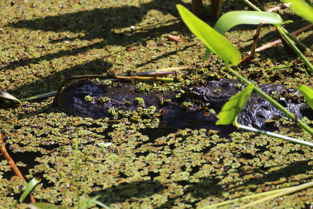 American Alligator from Naples, FL, US on May 21, 2024 at 08:59 AM by ...