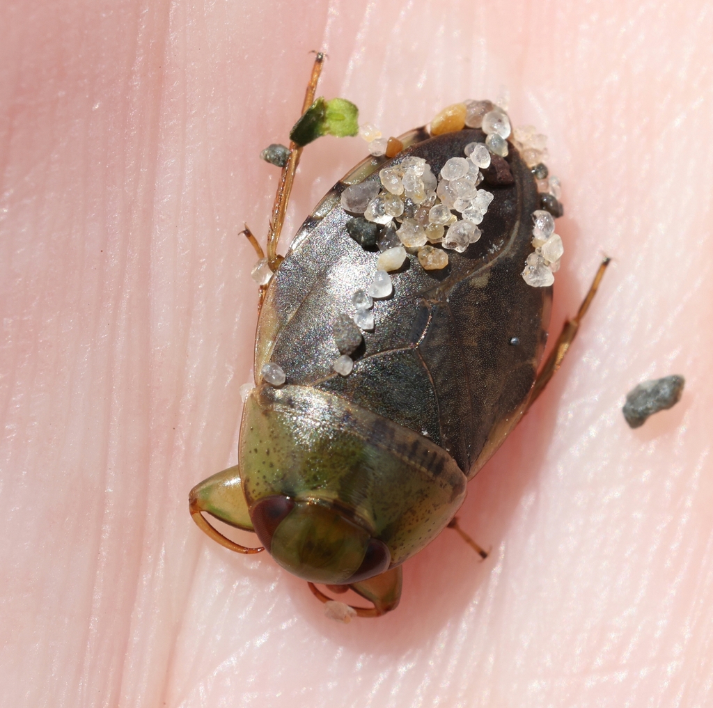 Pelocoris femoratus from Laketown Township, MI, USA on May 21, 2024 at ...