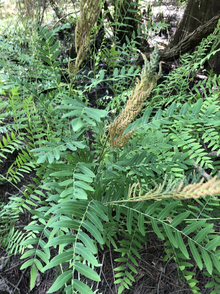 American Royal Fern from 11405 Falls of Neuse Rd, Raleigh, NC, US on ...