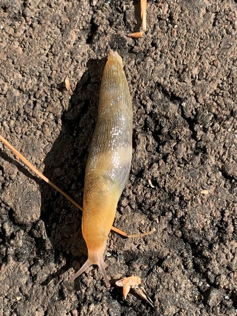 Arion Slugs from US-1 S, Scarborough, ME, US on September 26, 2022 at ...