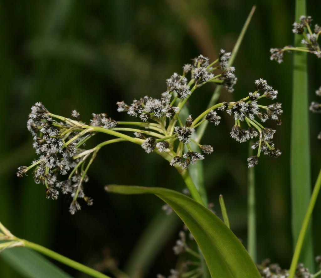 bosbies (Plantenkennis: grasachtigen) · iNaturalist