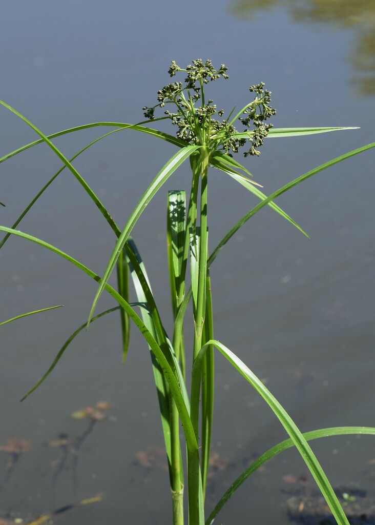 bosbies (Plantenkennis: grasachtigen) · iNaturalist