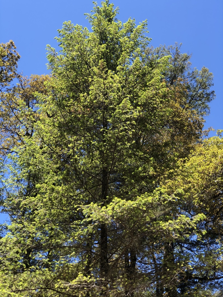 common Douglas-fir from Durango, Dgo., MX on May 18, 2024 at 12:17 PM ...