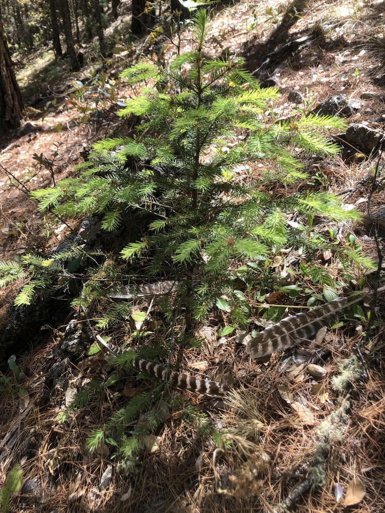 common Douglas-fir from Durango, Dgo., MX on May 17, 2024 at 02:58 PM ...