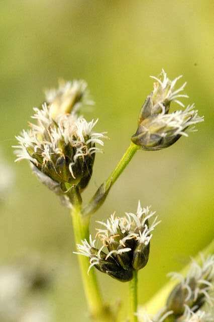 bosbies (Plantenkennis: grasachtigen) · iNaturalist