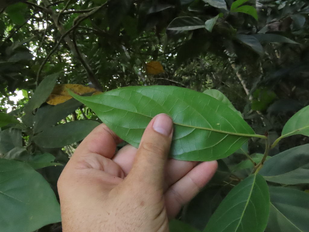 laurels from Morelia, Caquetá, Colombia on May 7, 2024 at 04:02 PM by ...
