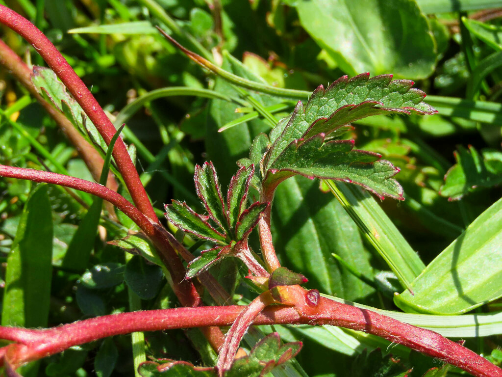 Creeping cinquefoil from Bude EX23, UK on 04 June, 2023 at 12:13 PM by ...