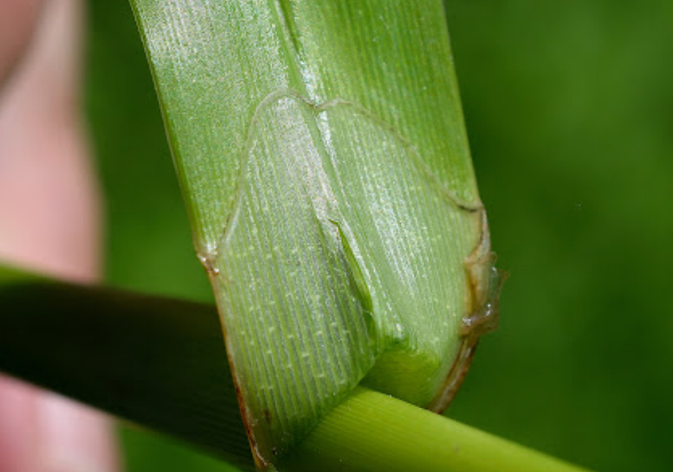 bosbies (Plantenkennis: grasachtigen) · iNaturalist