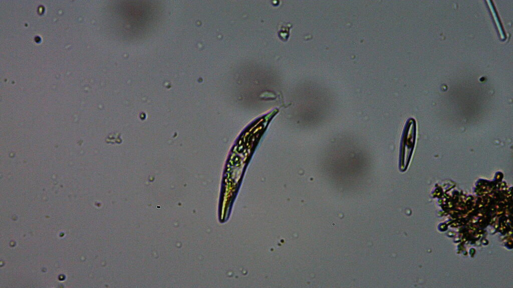 Menoidium from Sharon, MA 02067, USA on May 20, 2024 at 08:52 PM by ...
