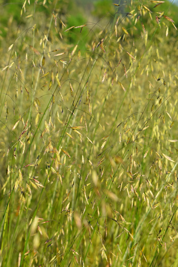 California fescue from FBP Native Plant Nursery Lane County, OR, USA on ...