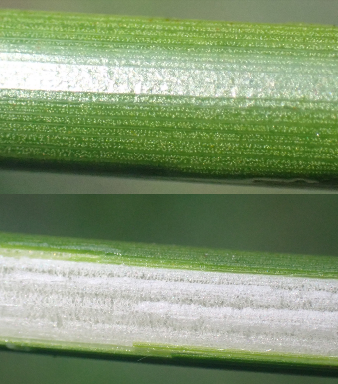 pitrus (Plantenkennis: grasachtigen) · iNaturalist