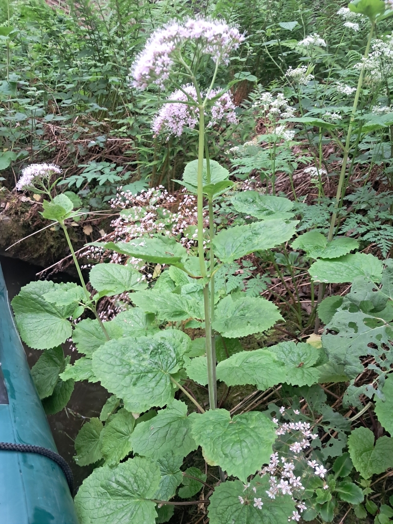 Pyrenean Valerian from Redmoor House, High Peak SK23 7PZ, UK on May 21 ...