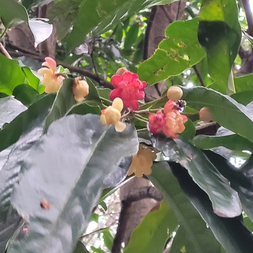 Idiotfruit (Idiospermum australiense) · iNaturalist