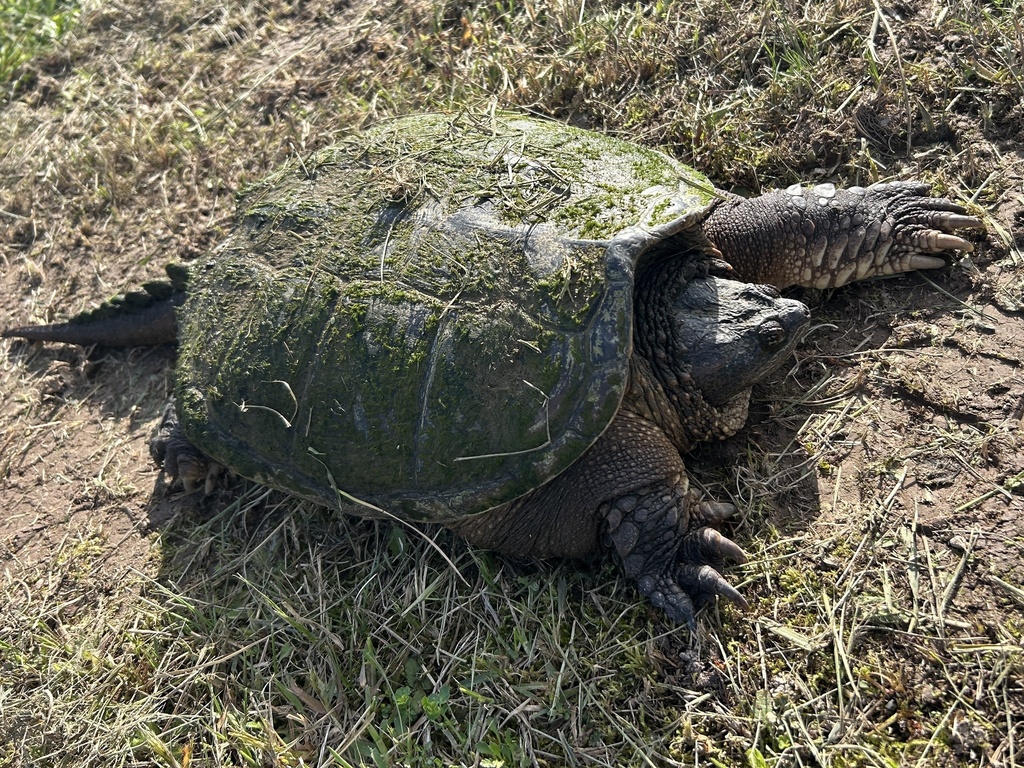 Common Snapping Turtle from Dafter, MI, US on May 21, 2024 at 09:21 AM ...
