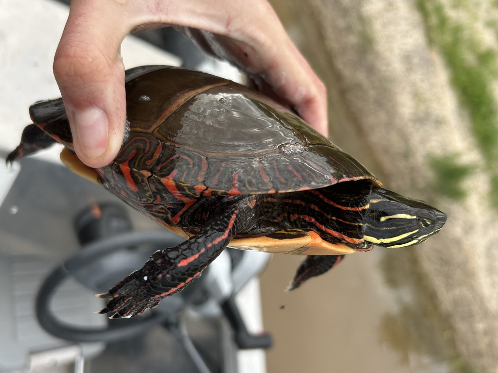 Painted Turtle from Dafter, MI, US on May 21, 2024 at 08:51 AM by Ryan ...