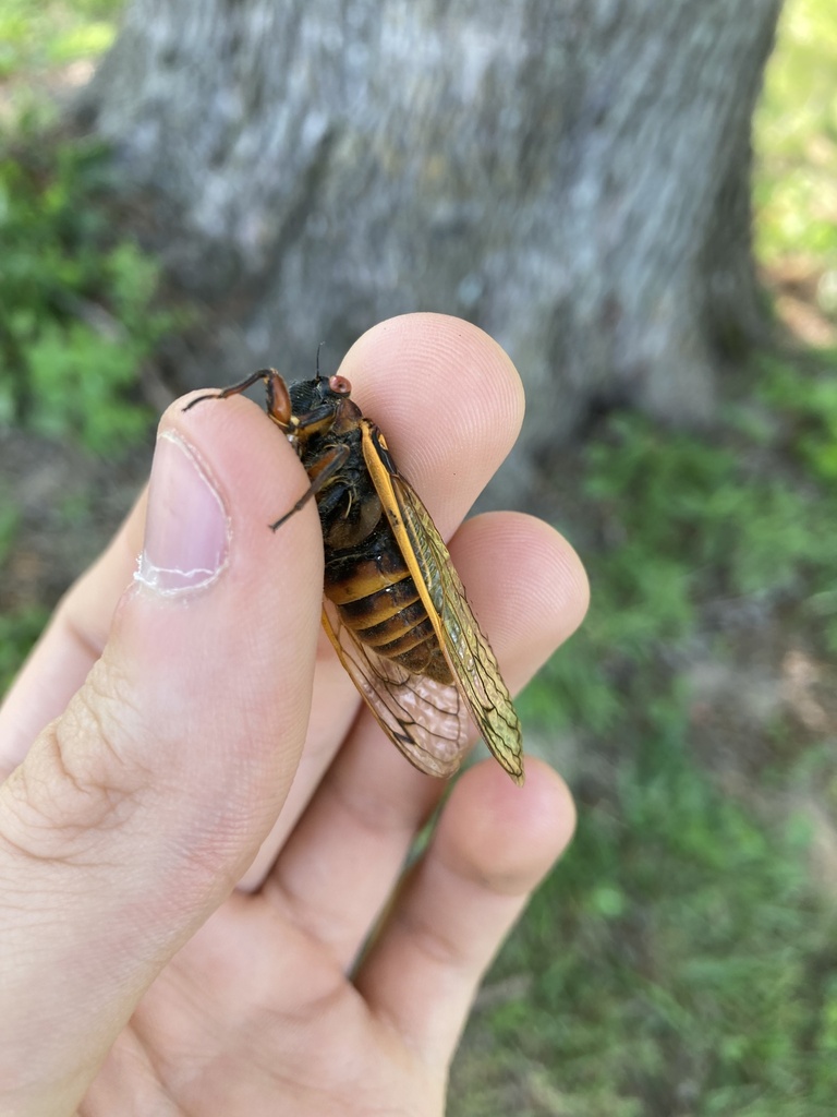 Decim Periodical Cicadas from Four Mile Rd, Washington, MO, US on May ...