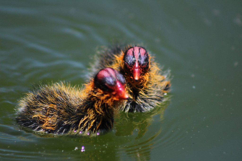 American Coot in May 2024 by Ramón Isaac Miramontes Cinco · iNaturalist