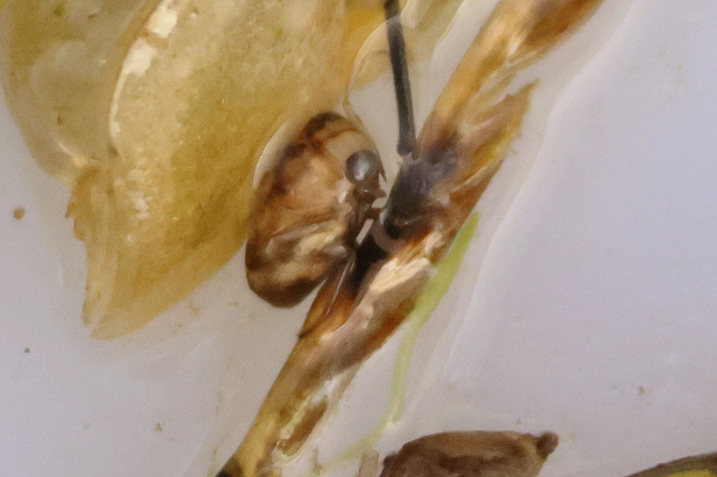 Neoplea striola from Palmela, Portugal on January 26, 2024 at 10:16 AM ...