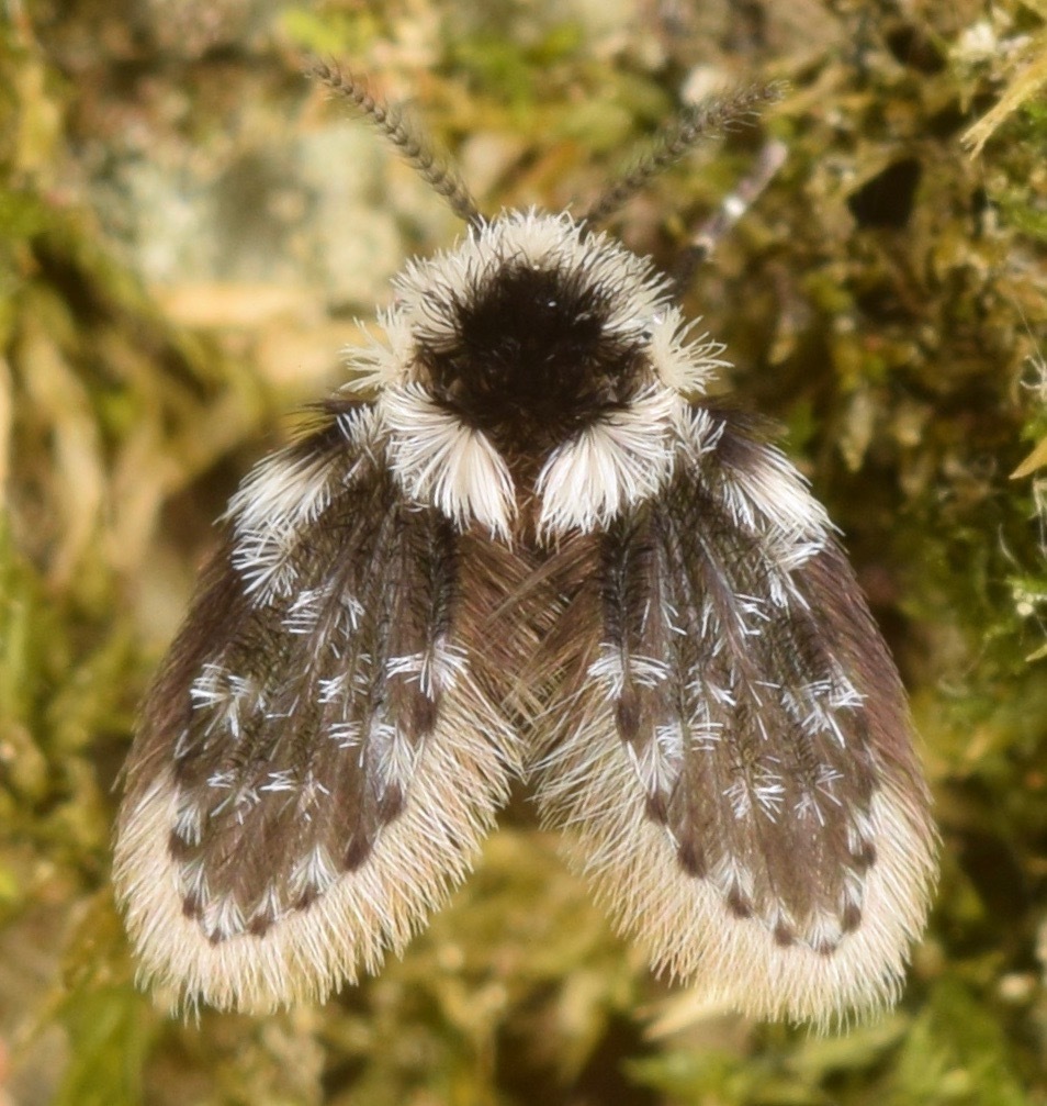 Lepiseodina conspicua from Canton, GA, USA on May 9, 2019 by skitterbug ...